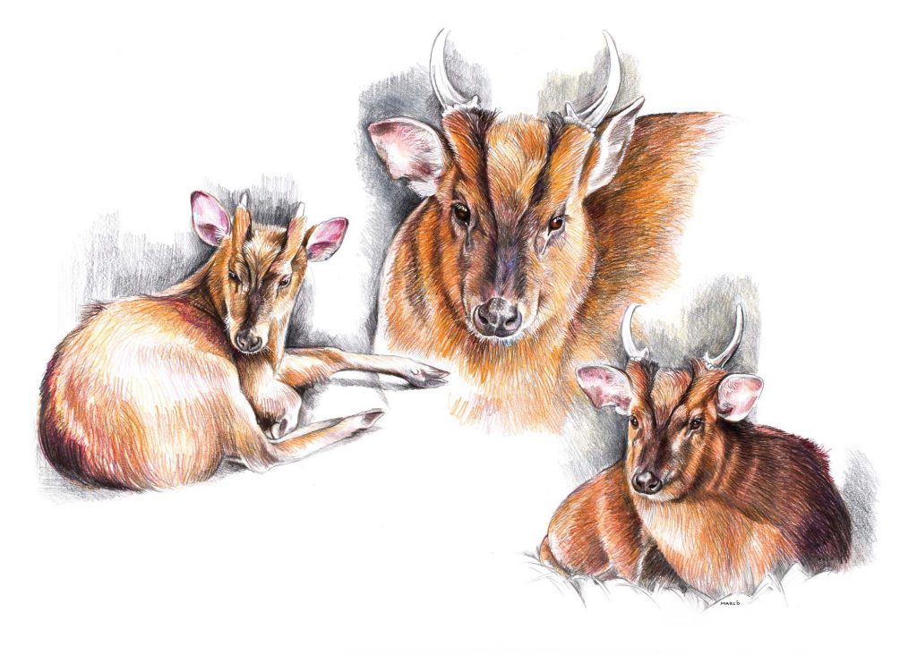 Muntjac in color pencil 2 - Passion for Art